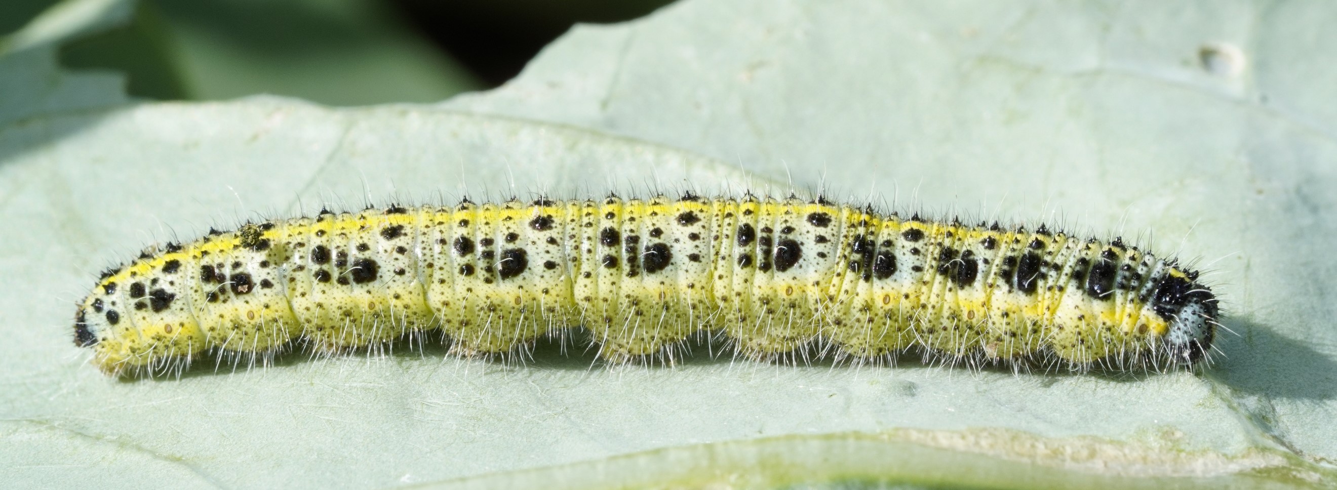 Control de Larvas y Orugas en Murcia – AGROSANITARIO